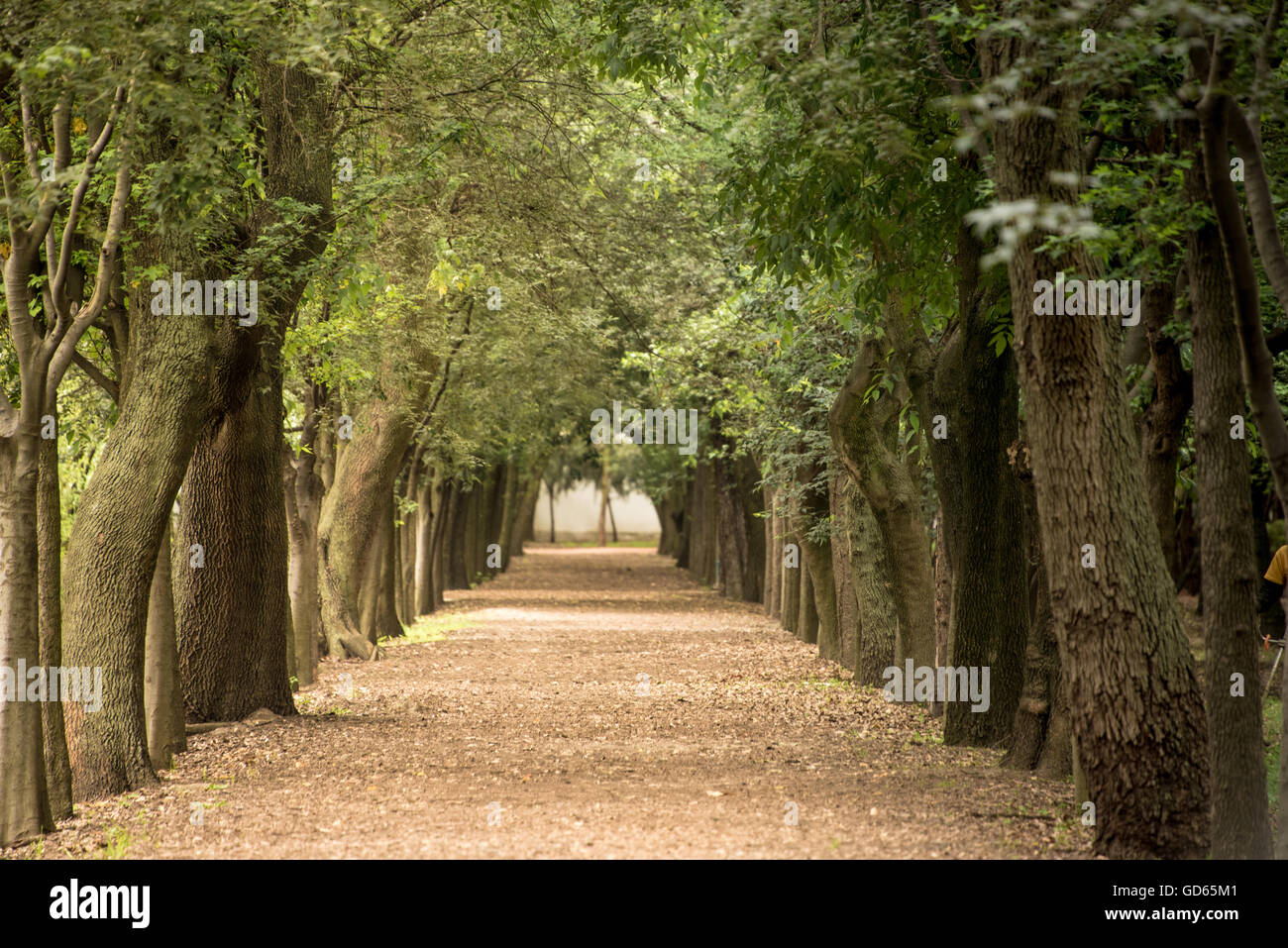 Tree lined path seen from a one point perspective Stock Photo - Alamy