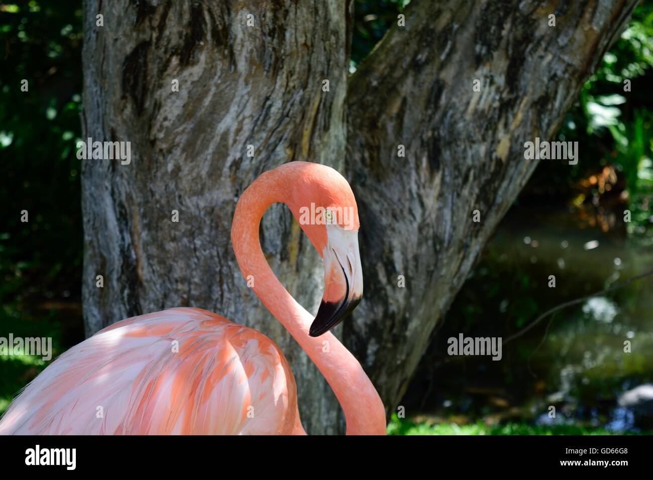 Flamingo tree hi-res stock photography and images - Alamy