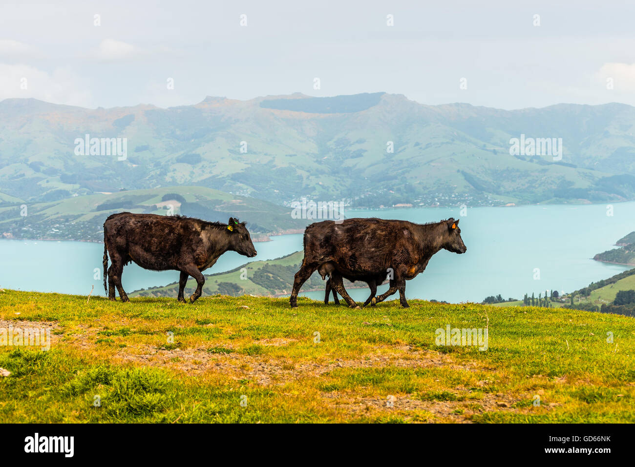 Dairy cows and calf walking along the hill and rural landscape, Otago ...
