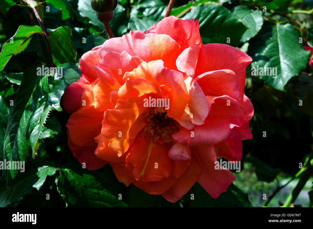 Pink rose photographed in the Rose Garden on Petrin Hill in the centre ...