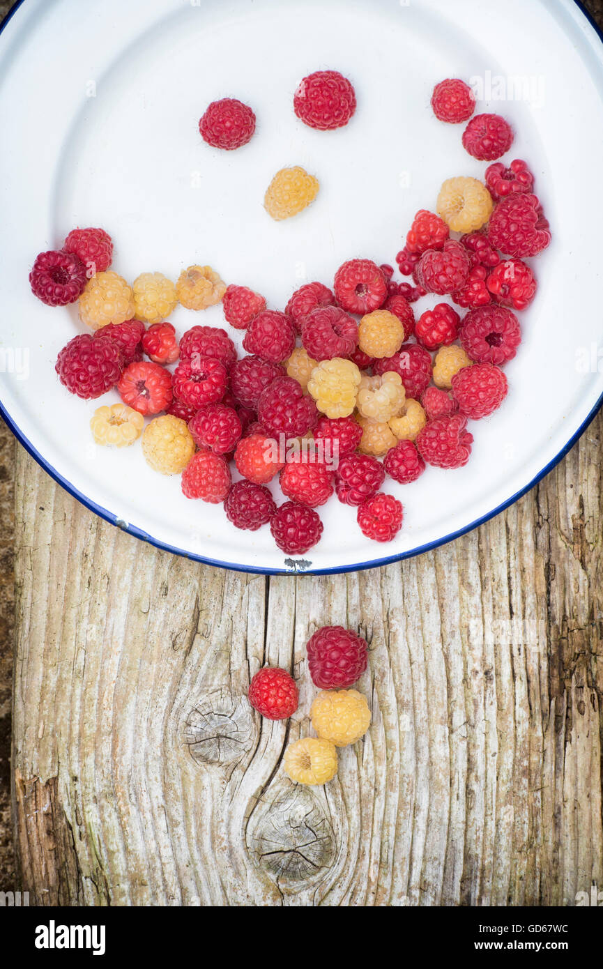 Red and White raspberries on an enamel plate Stock Photo - Alamy