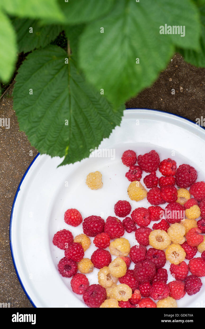 Raspberry varieties hi-res stock photography and images - Alamy