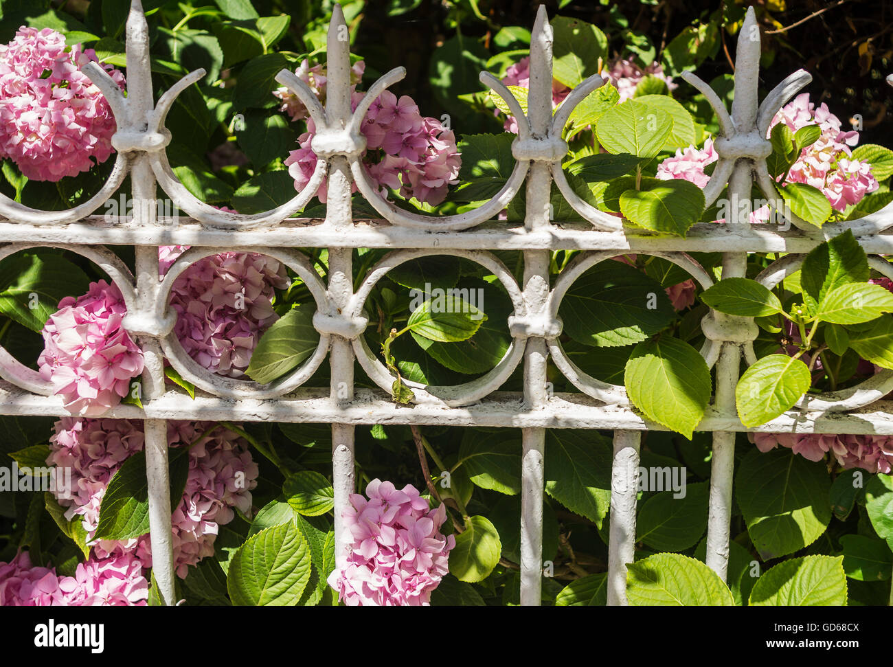 Blue hydrangea fence hi-res stock photography and images - Alamy