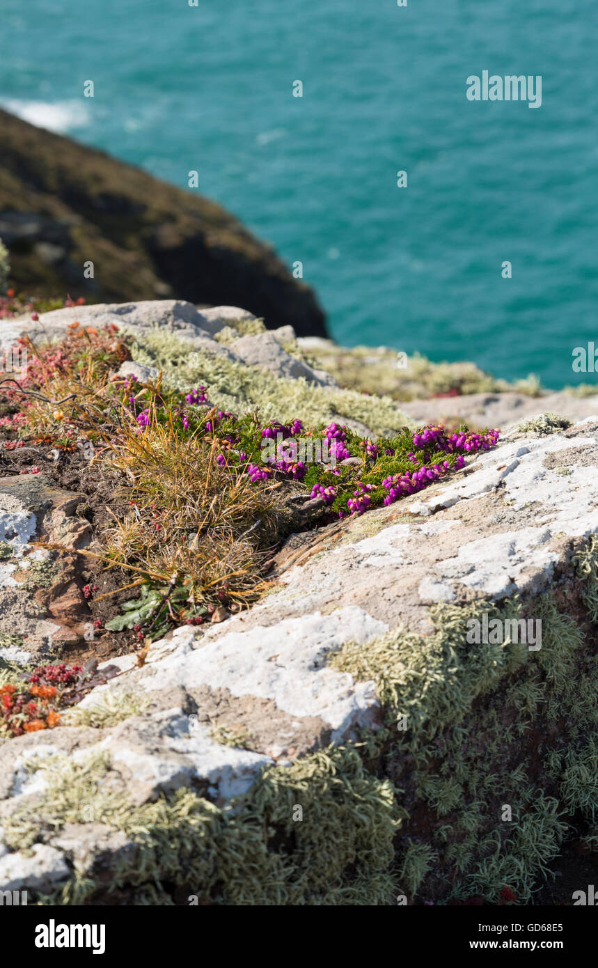 Heather on the cliffs at St Agnes Head in Cornwall Stock Photo - Alamy