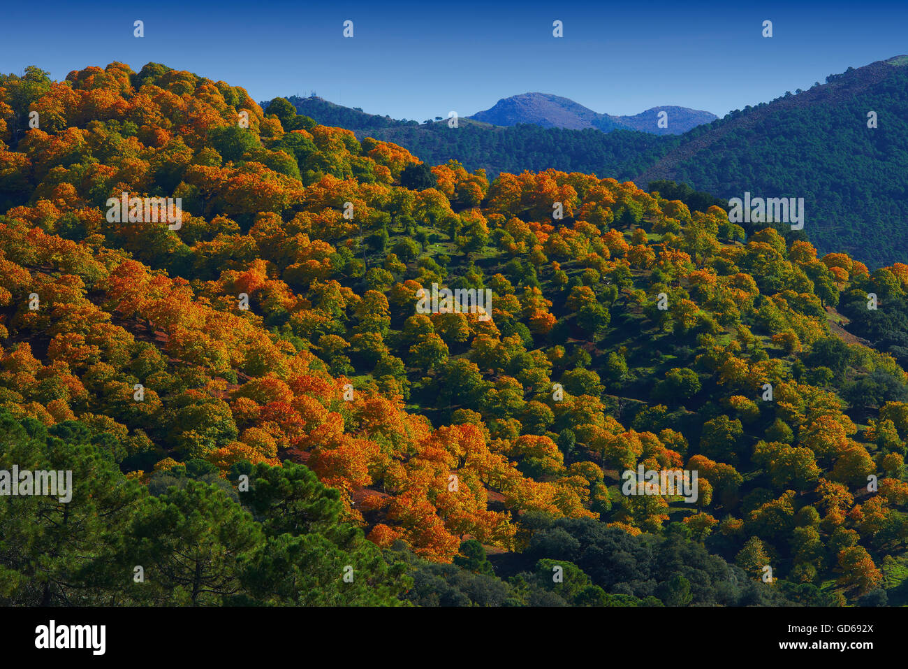 Valle del Genal, Chesnut forest (Castanea sativa), Autumn, Genal Valley ...