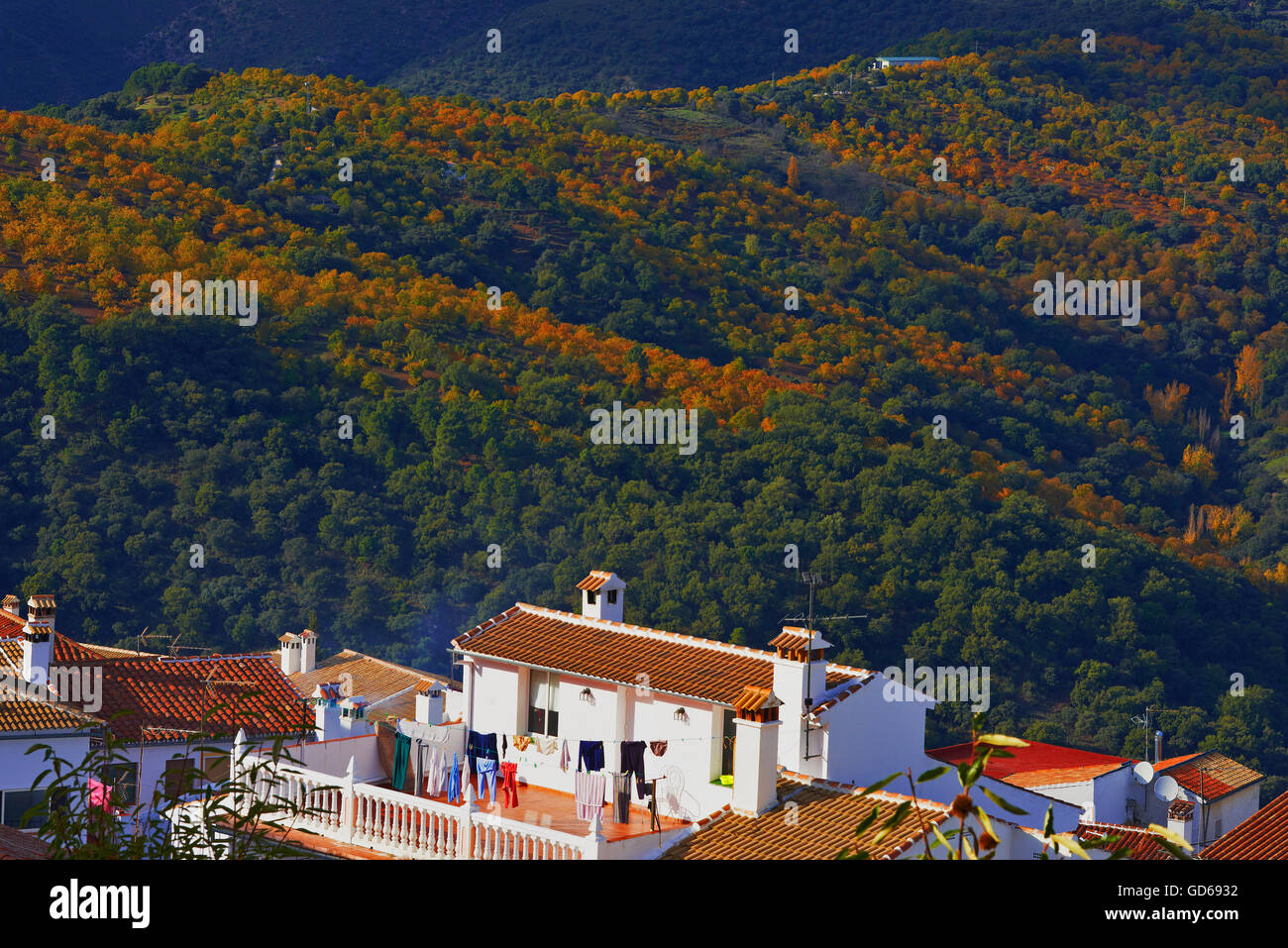 Pujerra, Valle del Genal, Chesnut forest (Castanea sativa), Autumn ...