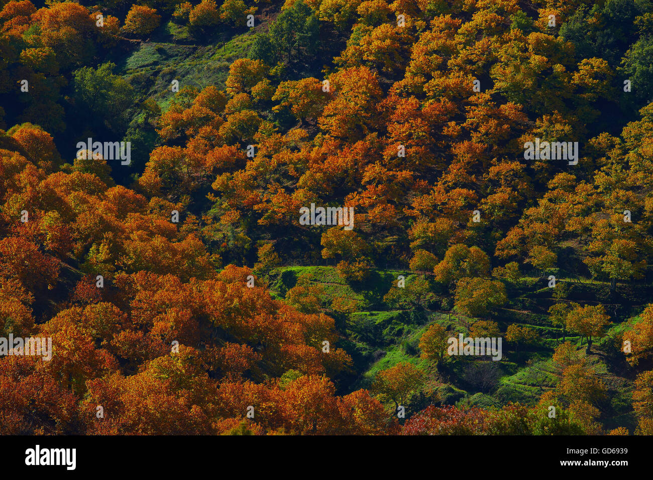 Valle del Genal, Chesnut forest (Castanea sativa), Autumn, Genal Valley ...