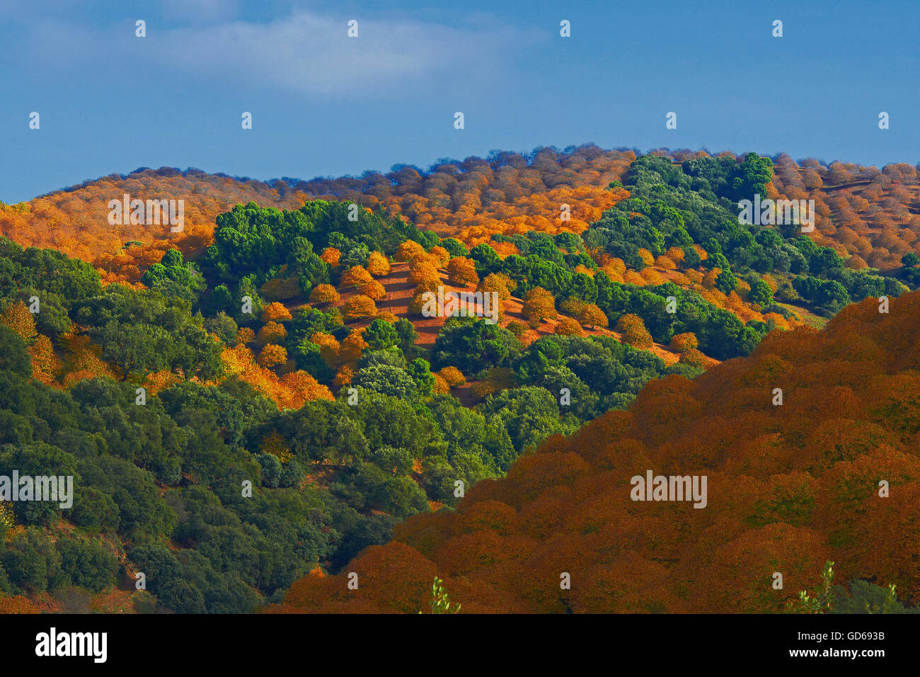 Valle del Genal, Chesnut forest (Castanea sativa), Autumn, Genal Valley ...