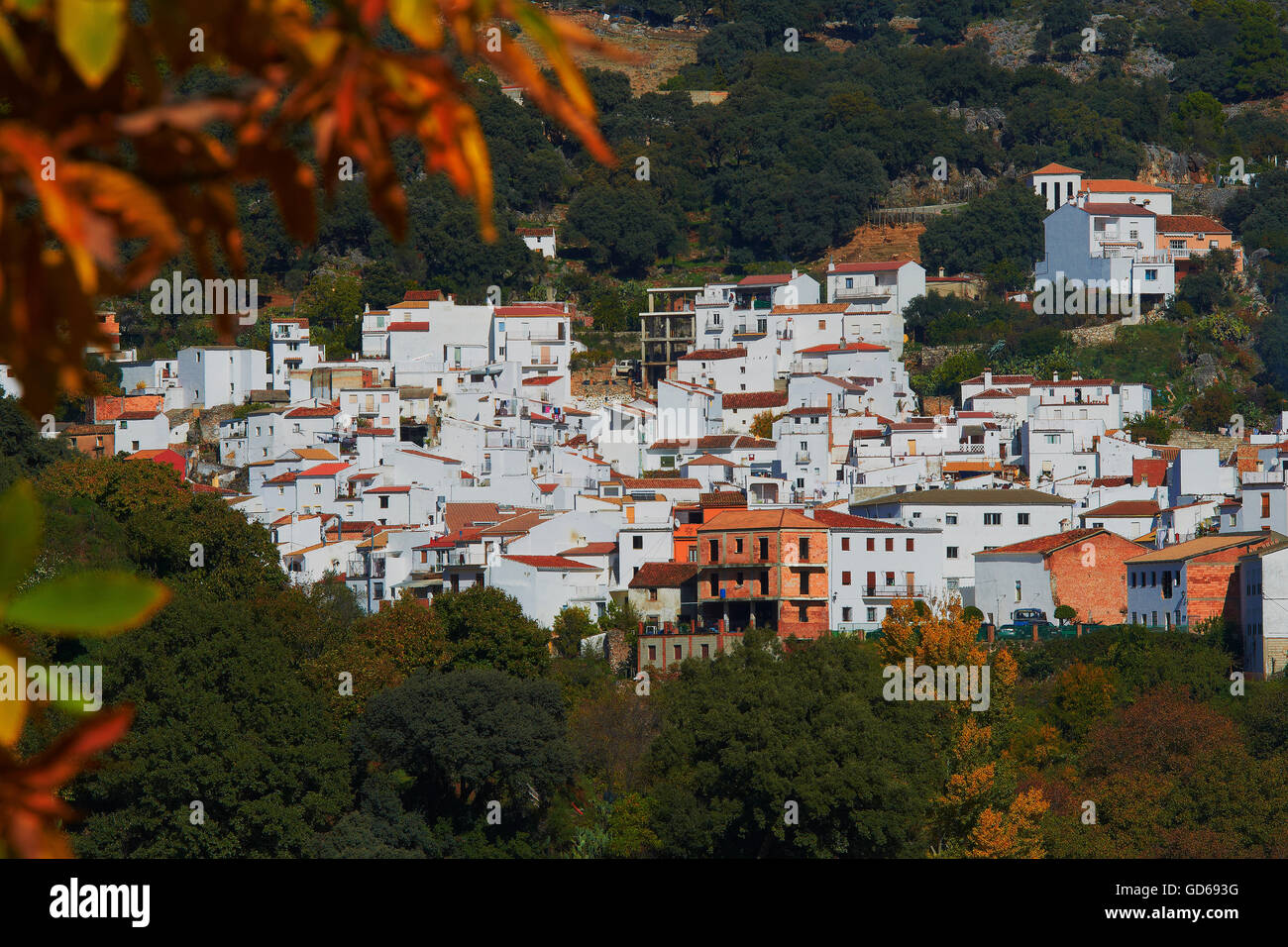 Igualeja, Valle del Genal, Chesnut forest (Castanea sativa), Autumn ...