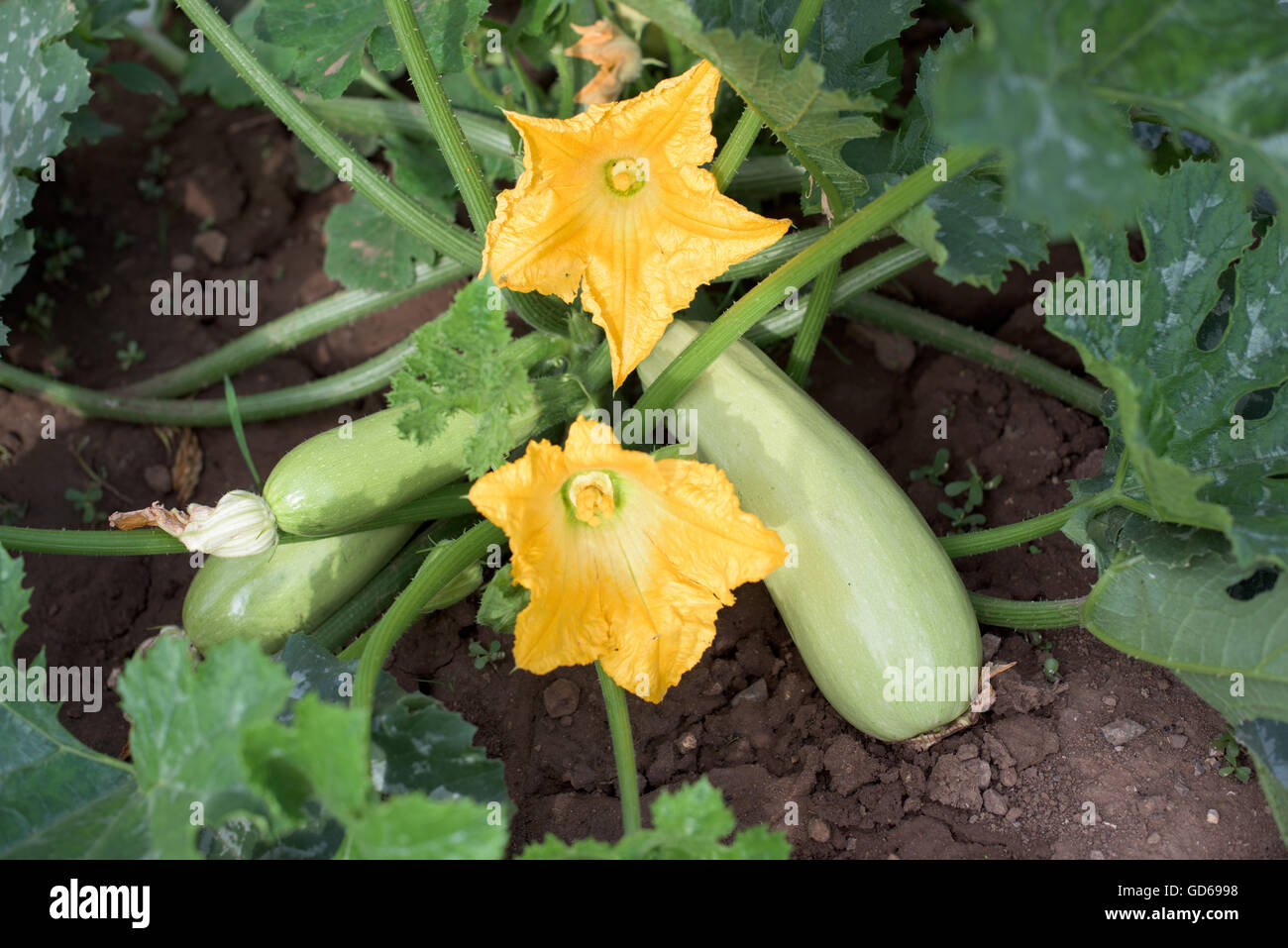 Part of zucchini plant with blossoms and fruits Stock Photo - Alamy