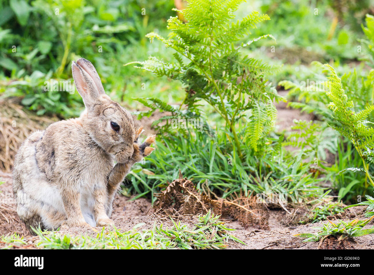 A wild rabbit on Skomer Island, Pembrokeshire Stock Photo - Alamy