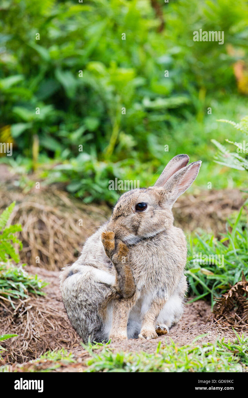 A wild rabbit on Skomer Island, Pembrokeshire Stock Photo - Alamy