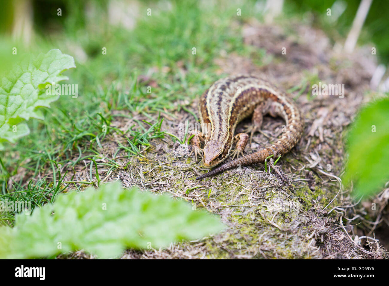 Common lizard basking in the sun hi-res stock photography and images ...