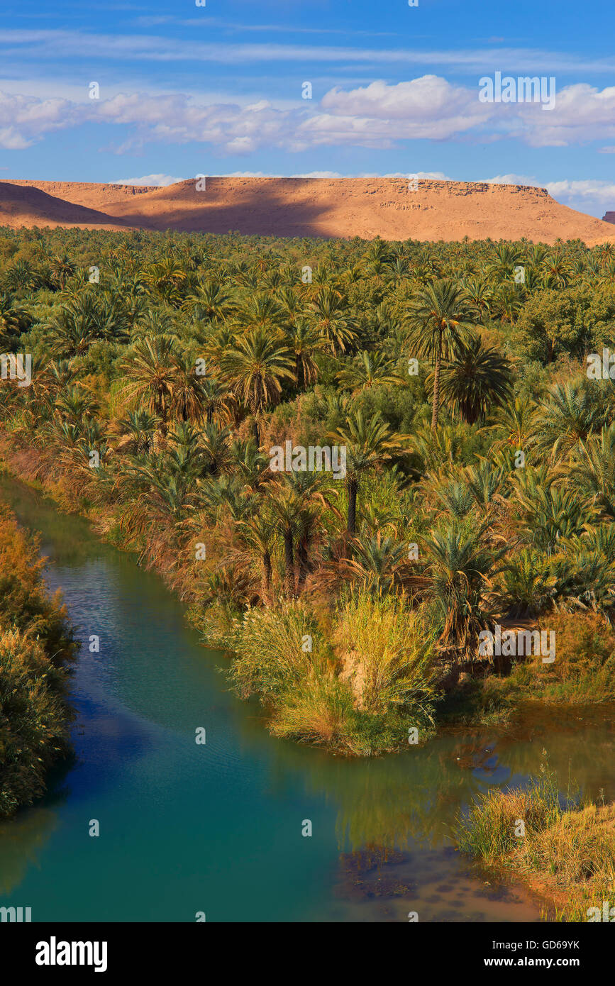 Ziz valley palm hi-res stock photography and images - Alamy