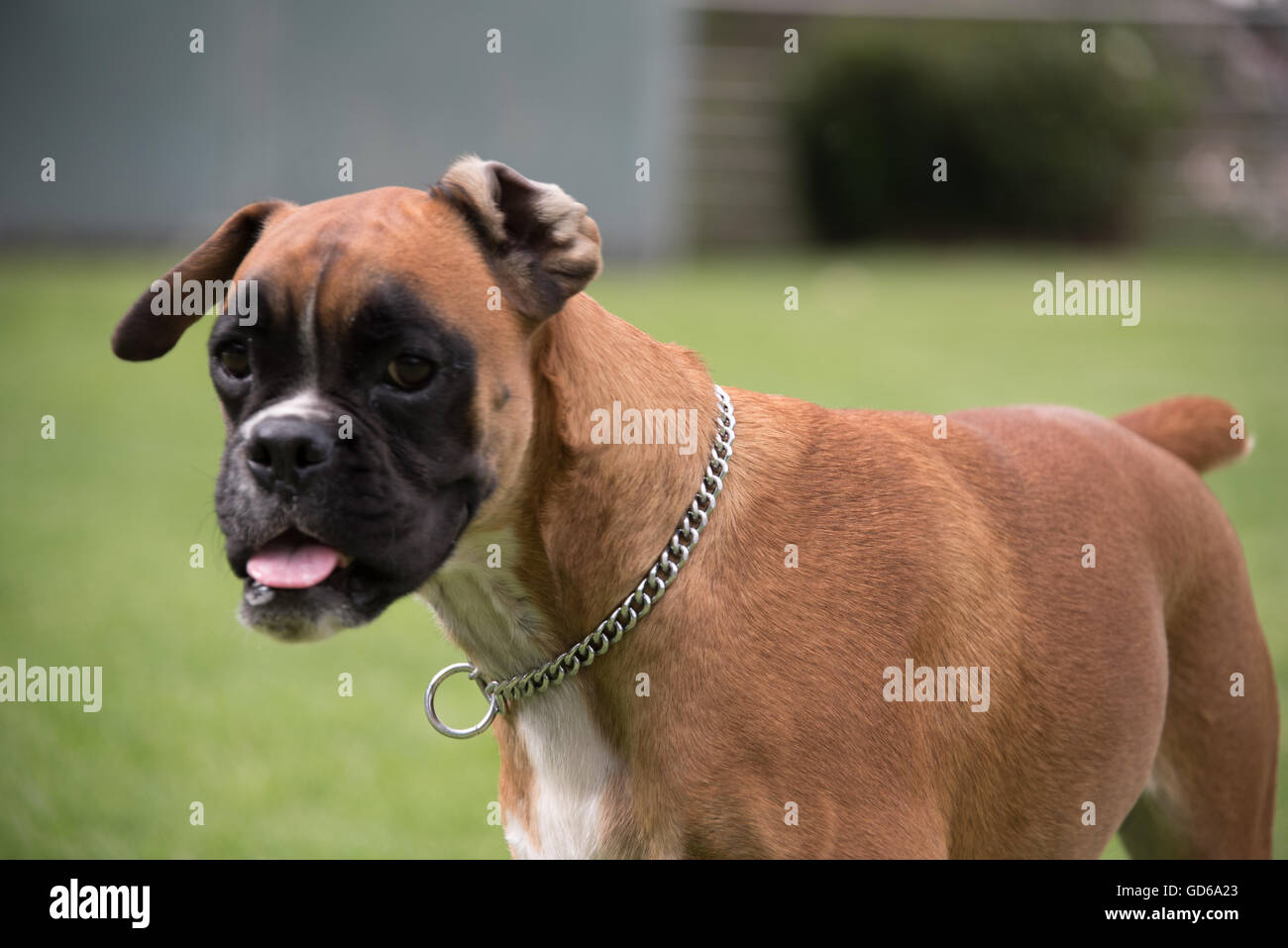 boxer dog sunny day facing camera Stock Photo - Alamy