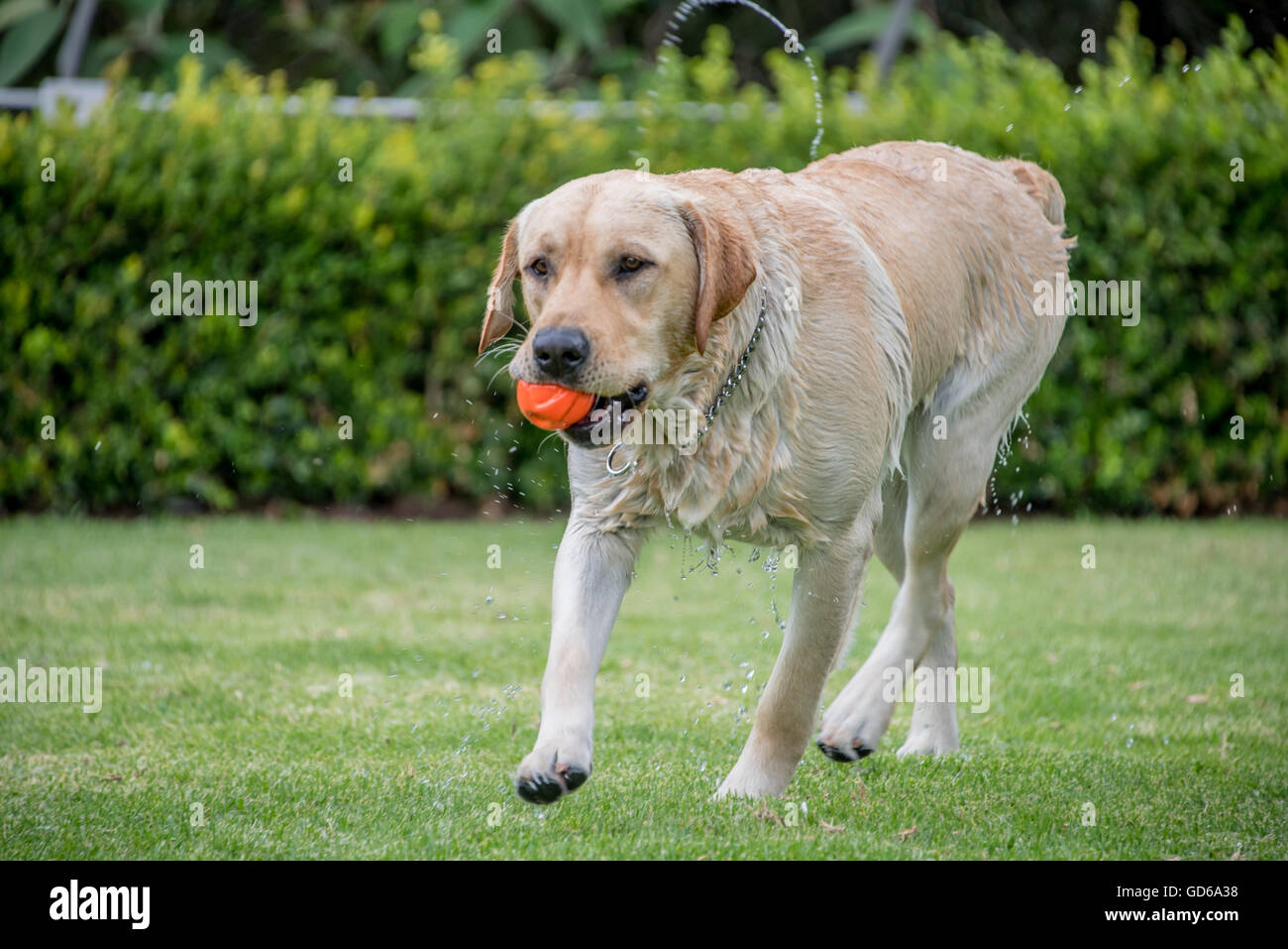 Labrador shaking water hi-res stock photography and images - Alamy