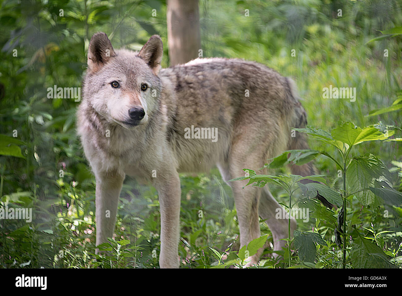 Grey timber wolf standing sideways watching something intently in lush ...