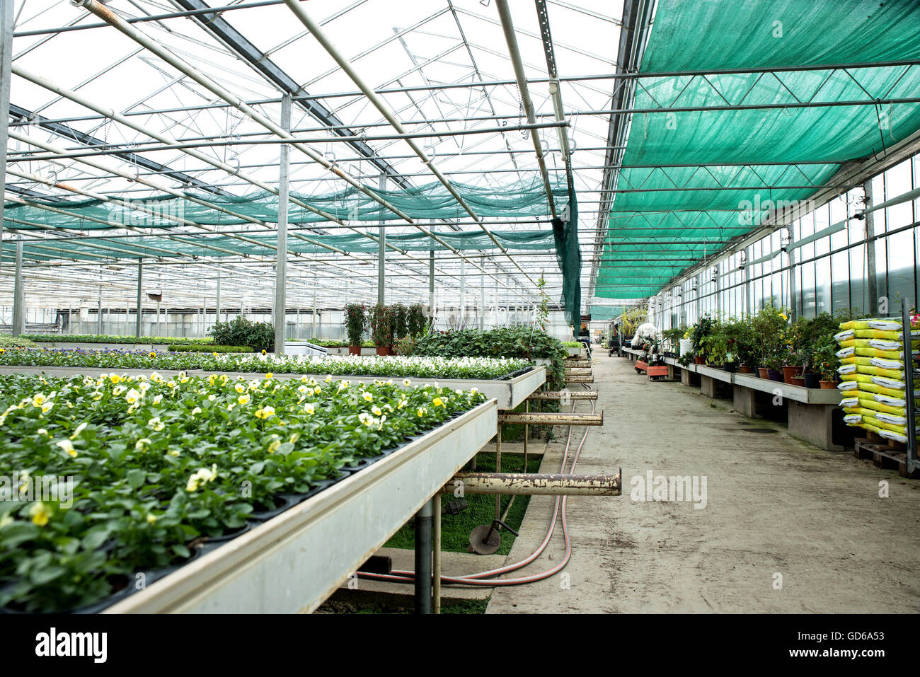 Interior of a greenhouse, full of growing flowers and plants Stock ...