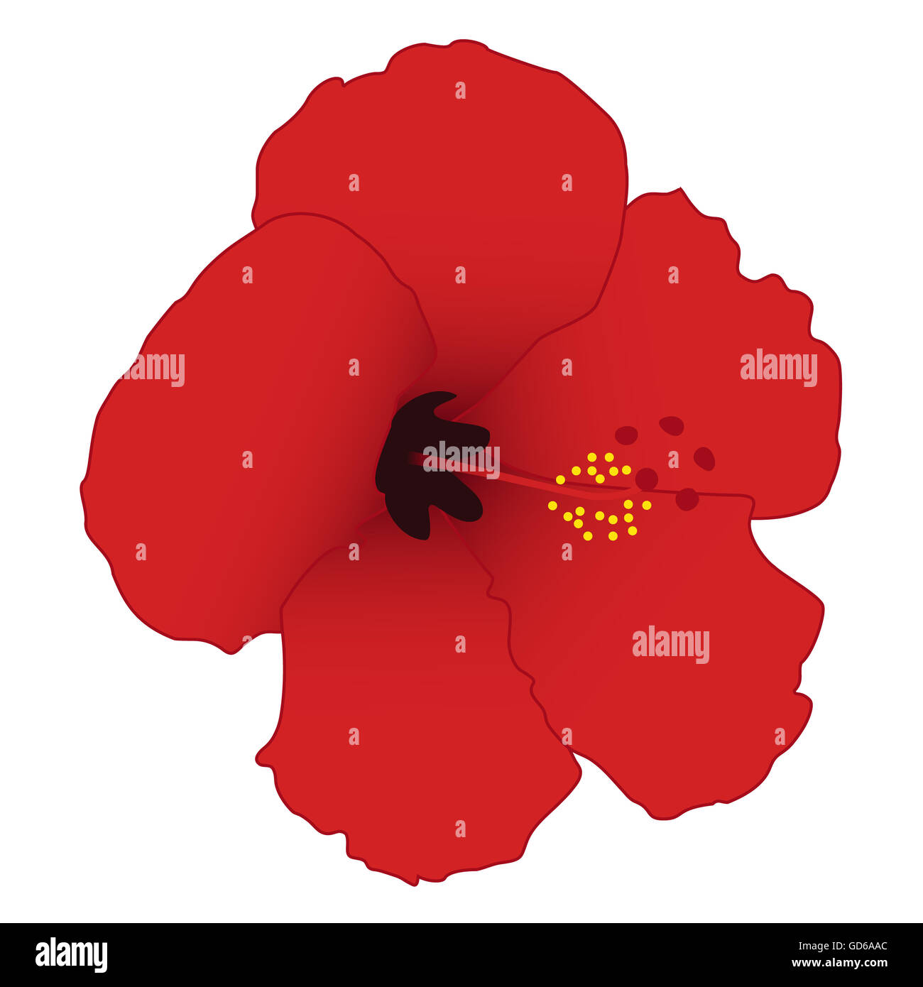 Red hibiscus isolated on white background. Vector illustration Stock ...