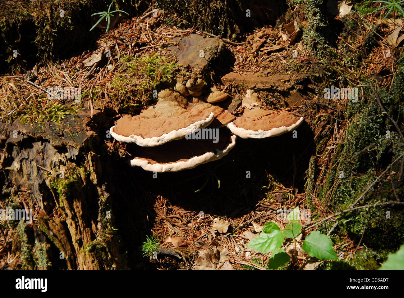 Fungus on a tree, heterobasidion annosum Stock Photo - Alamy