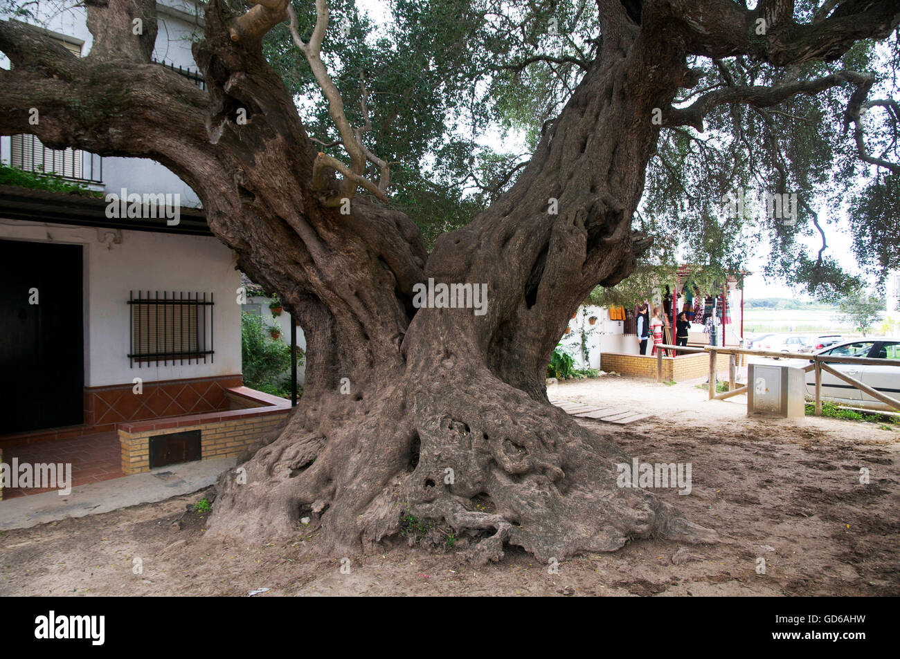 Warped Tree Trunk High Resolution Stock Photography and Images - Alamy