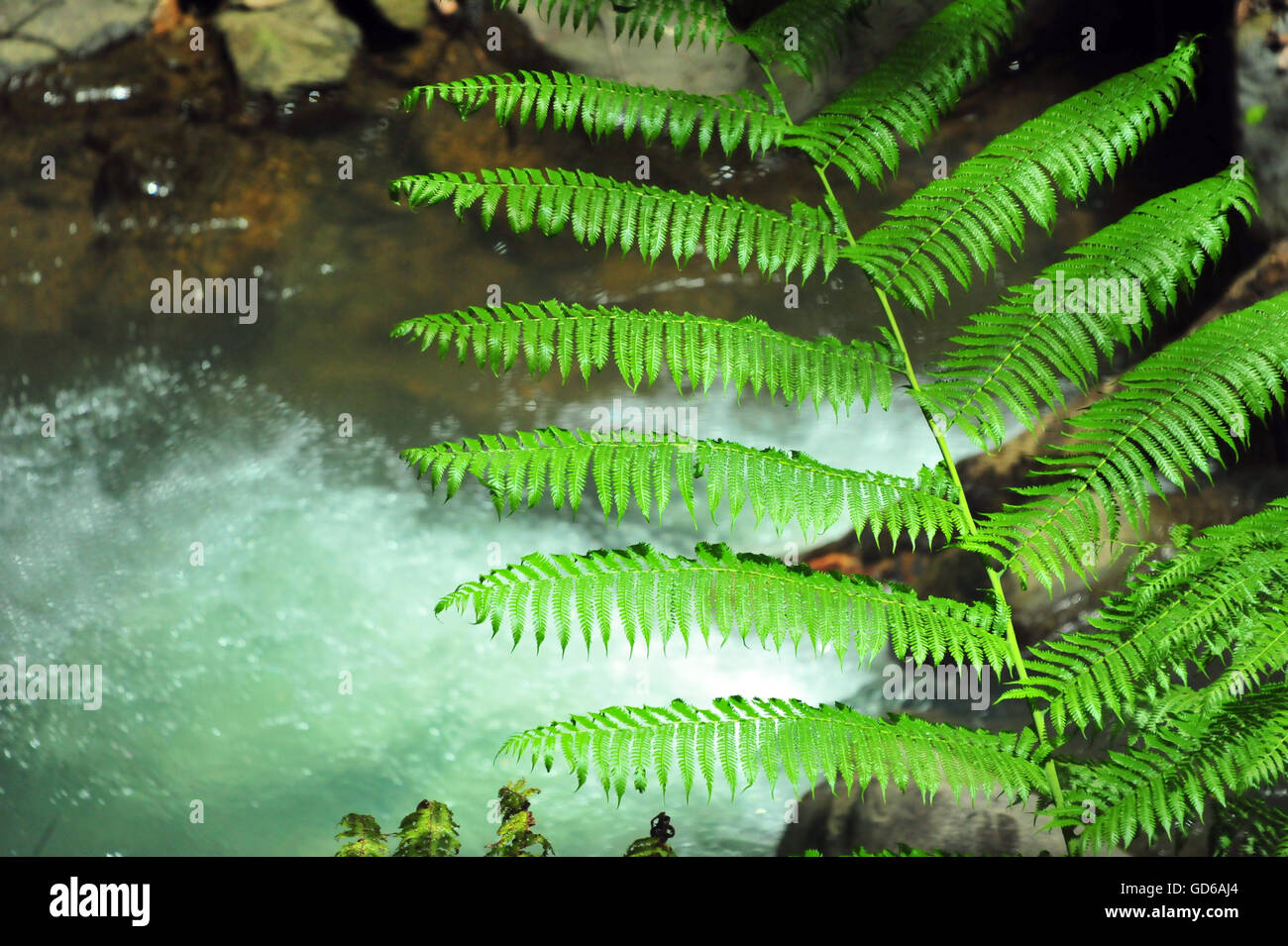 Twin Lakes Nationalpark, Negros, Philippines Stock Photo - Alamy