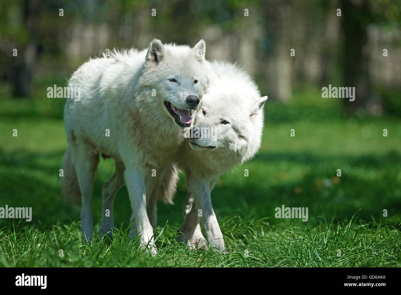 Arctic wolves hi-res stock photography and images - Alamy