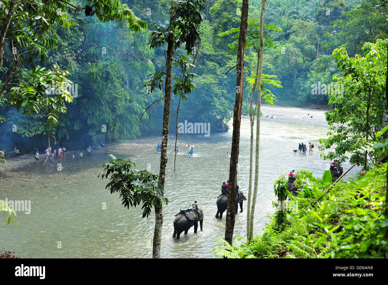 Elephant trekking in the Batang River in Gunung Leuser National Park of ...
