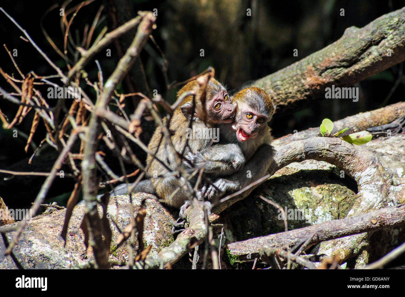 Fighting monkeys hi-res stock photography and images - Alamy