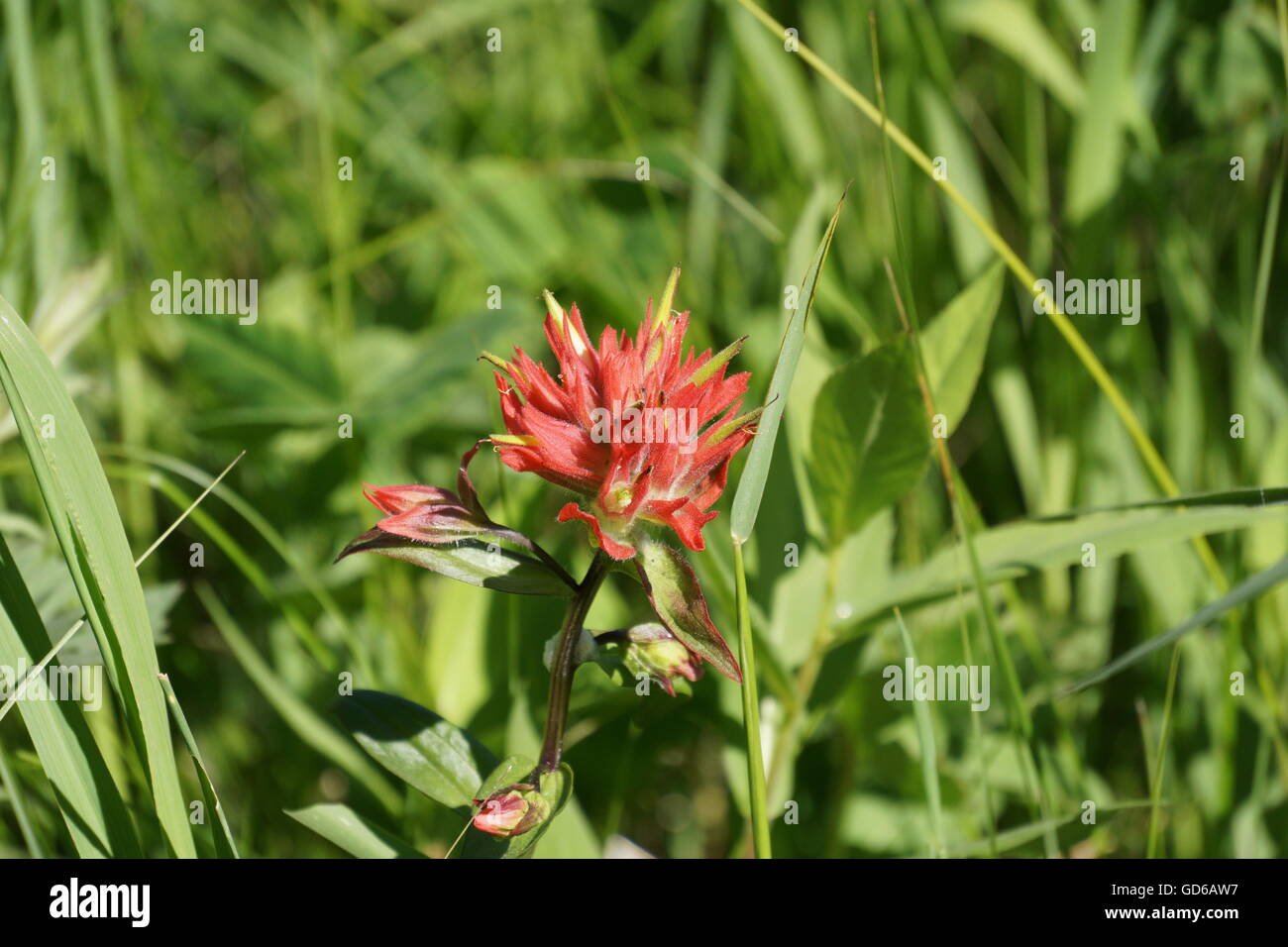 Indian paintbrush, Yellowstone National Park Stock Photo - Alamy