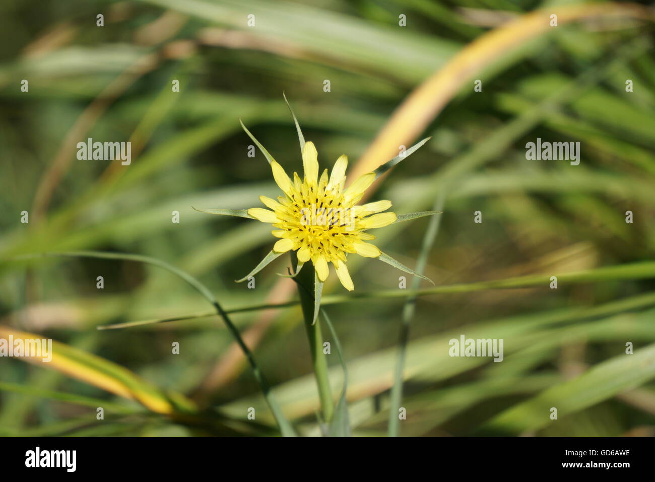 Yellow bright salsify flower, Yellowstone National Park Stock Photo - Alamy
