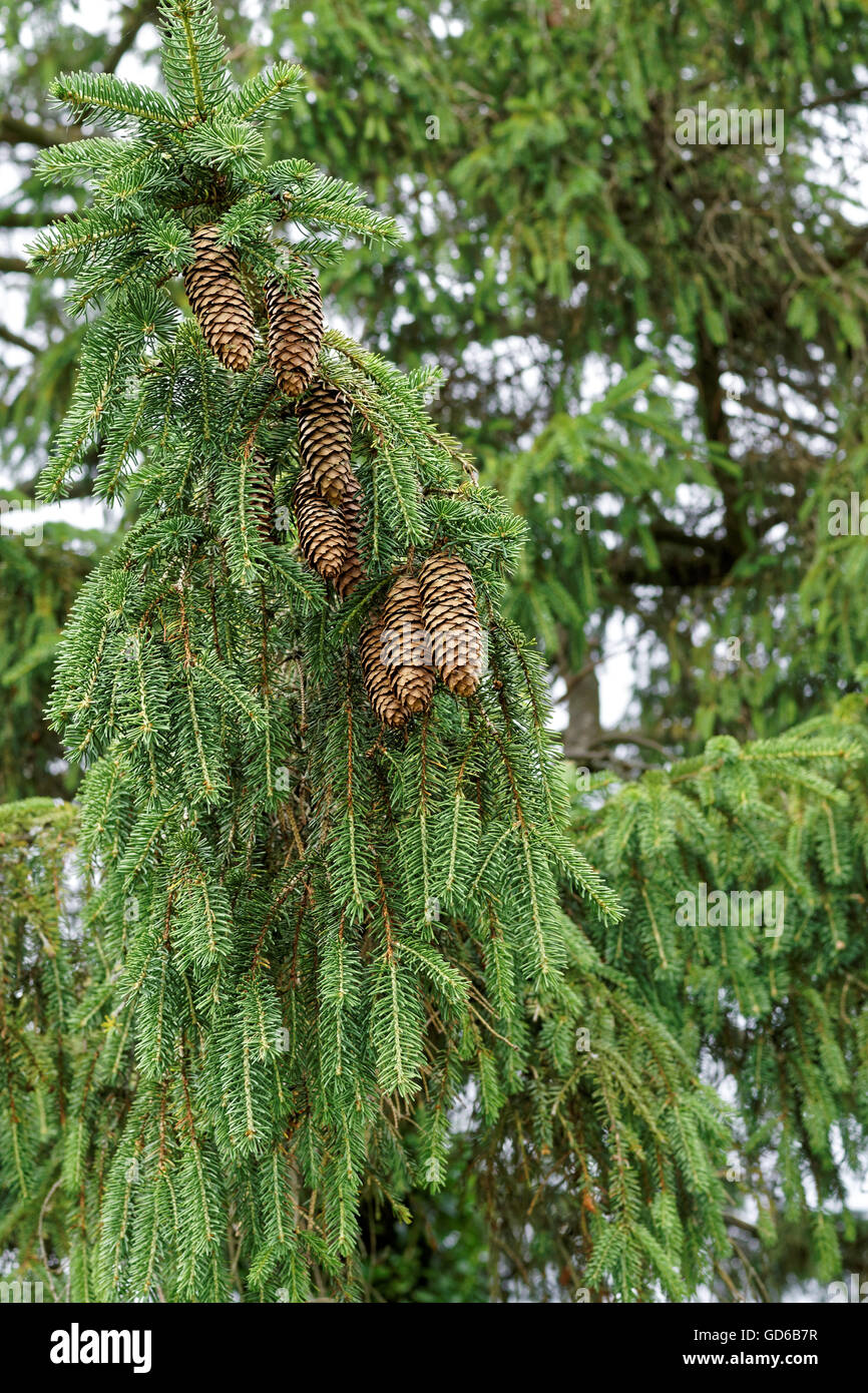 Conifer cones hi-res stock photography and images - Alamy