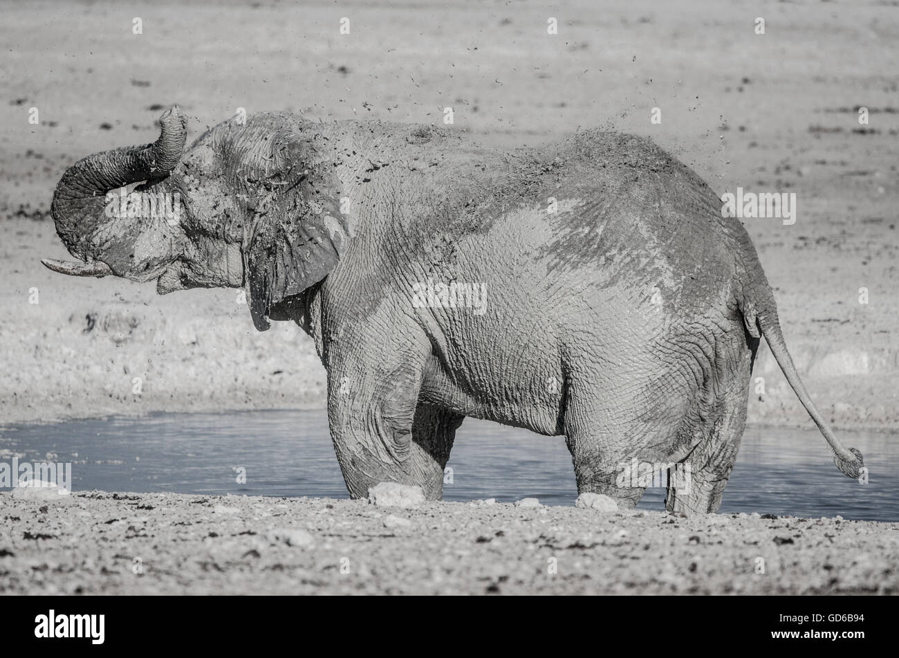 Elephant Shower Stock Photos & Elephant Shower Stock Images - Alamy