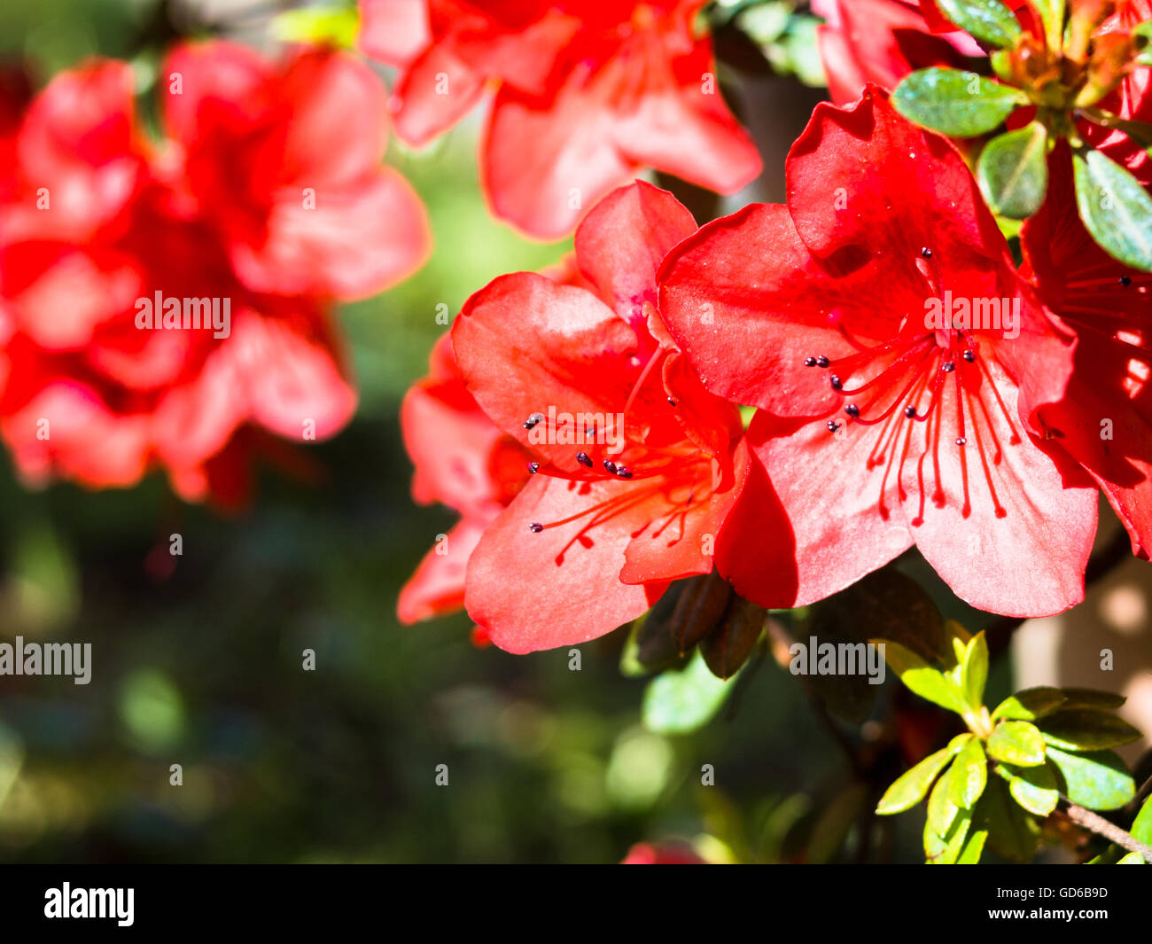 Azalea plant in explosion of red flowers Stock Photo - Alamy