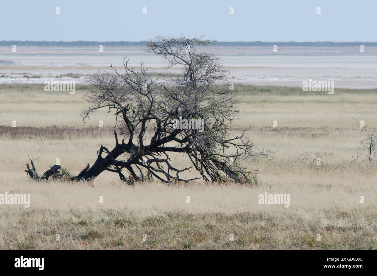 Fallen tree in desert hi-res stock photography and images - Alamy