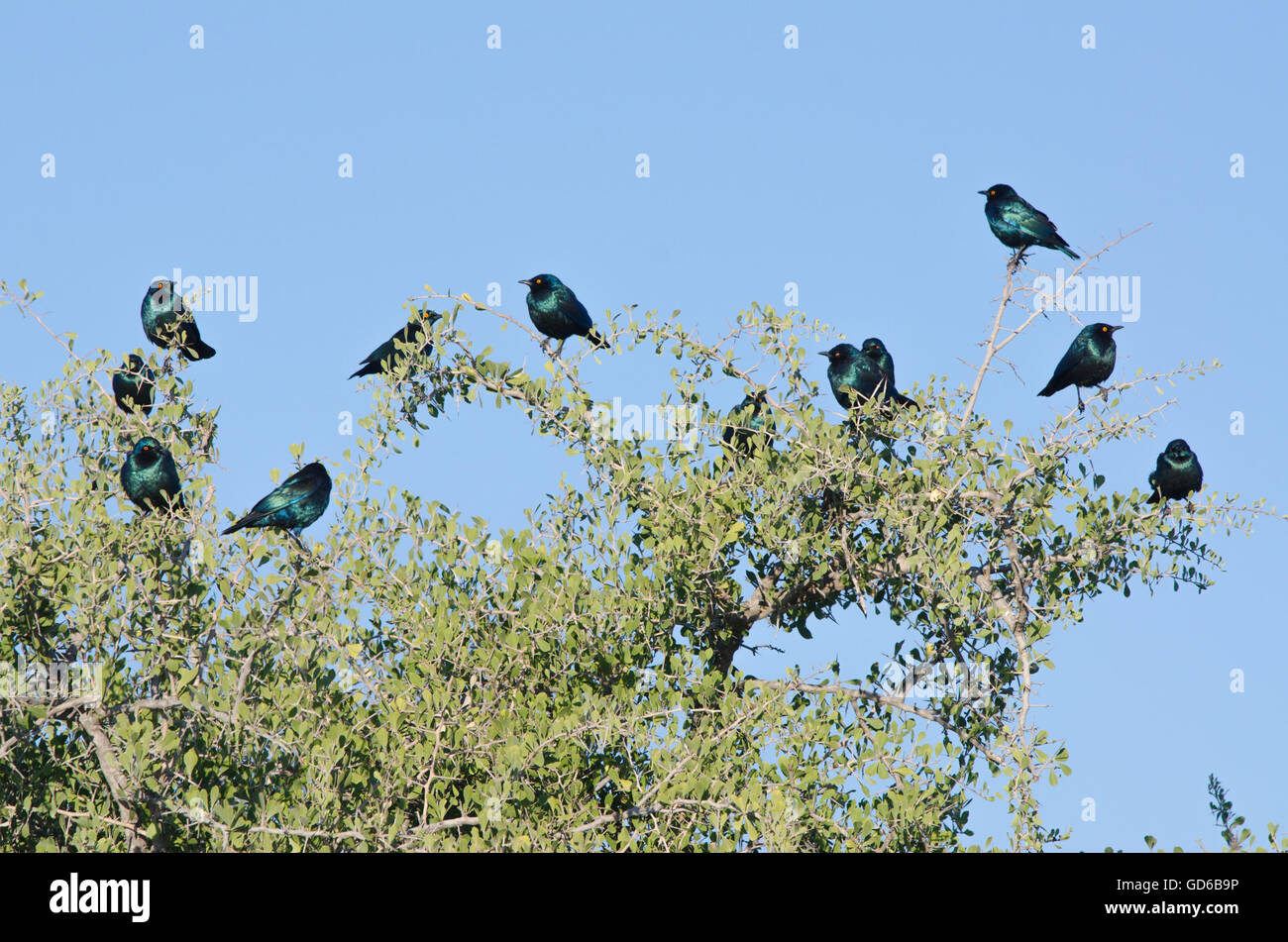 Several fork-tailed drongos perched in the tree Stock Photo - Alamy