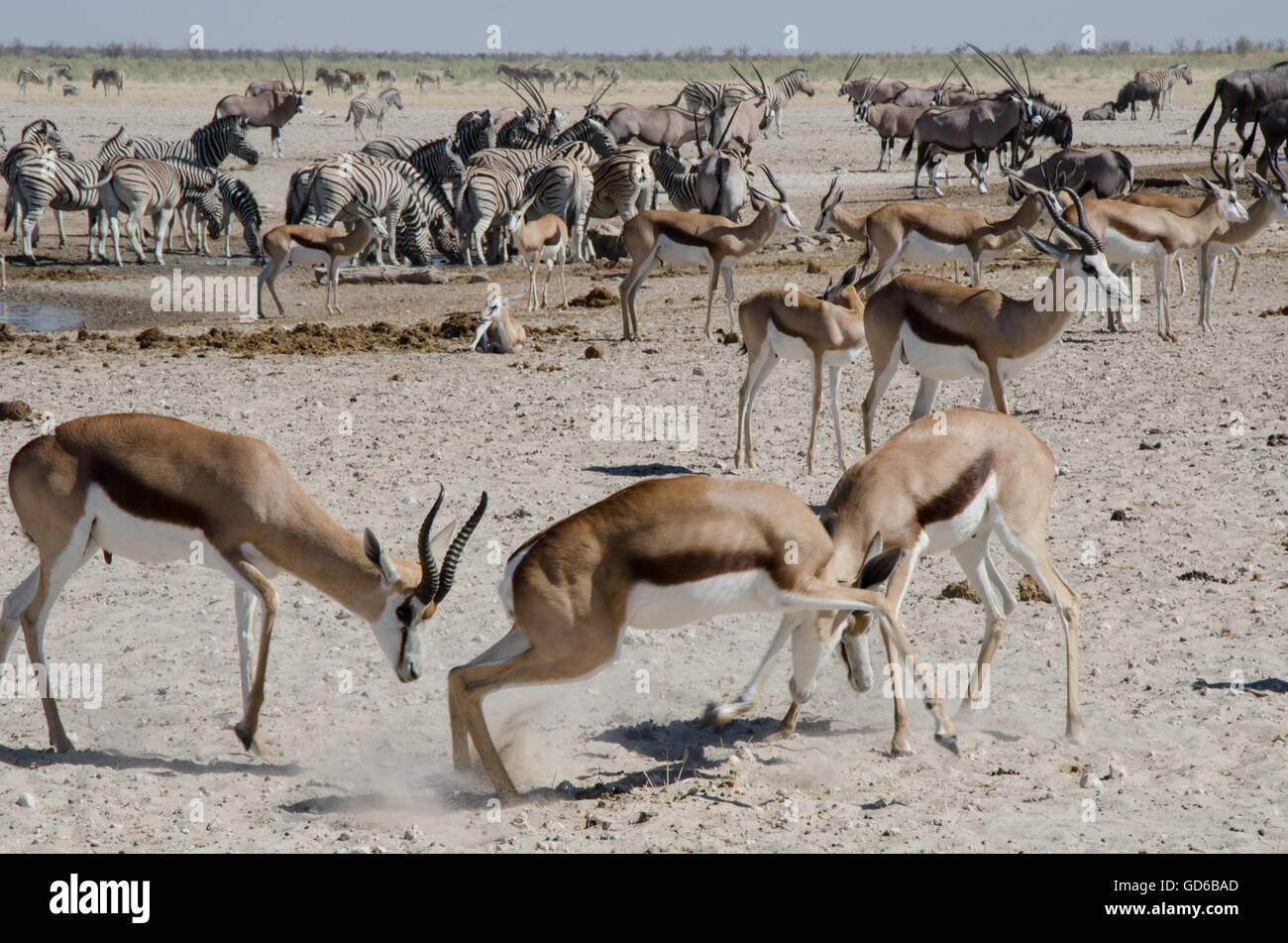 Two springboks fighting near the waterhole in Etosha. In the background ...