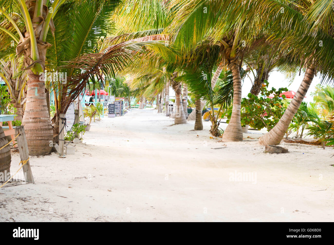 The white sand alley shaded by the palm trees by the Caribbean beach at ...