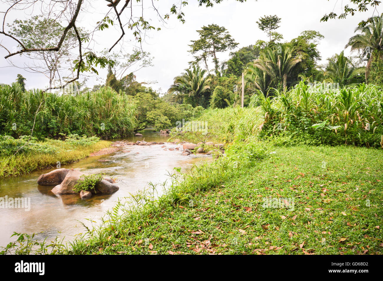 Beautiful rural landscape of the jungle in Cockscomb Basin Wildlife ...
