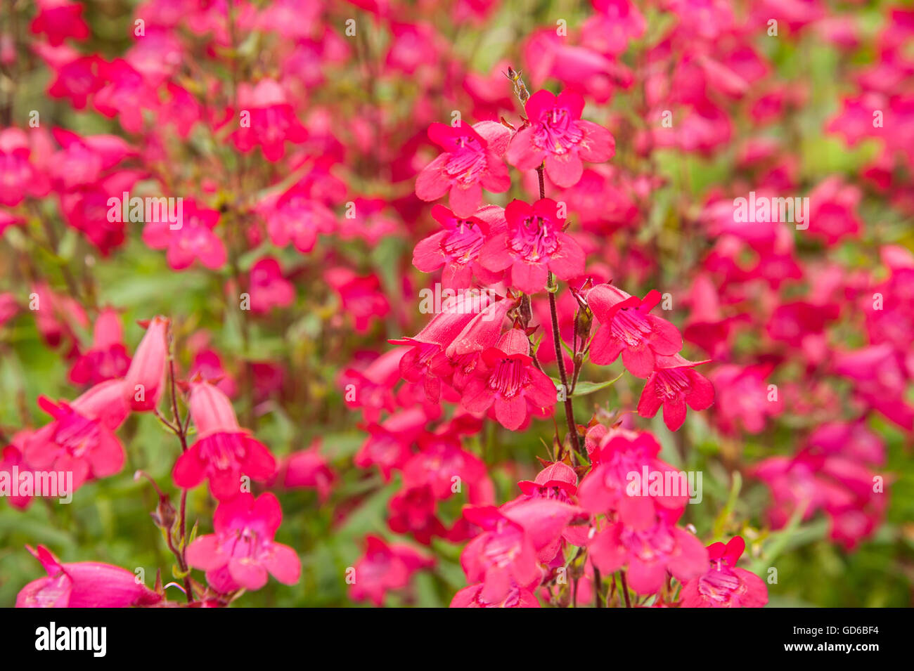 A detailed image of a flowering bell penstemon garnet in an English ...