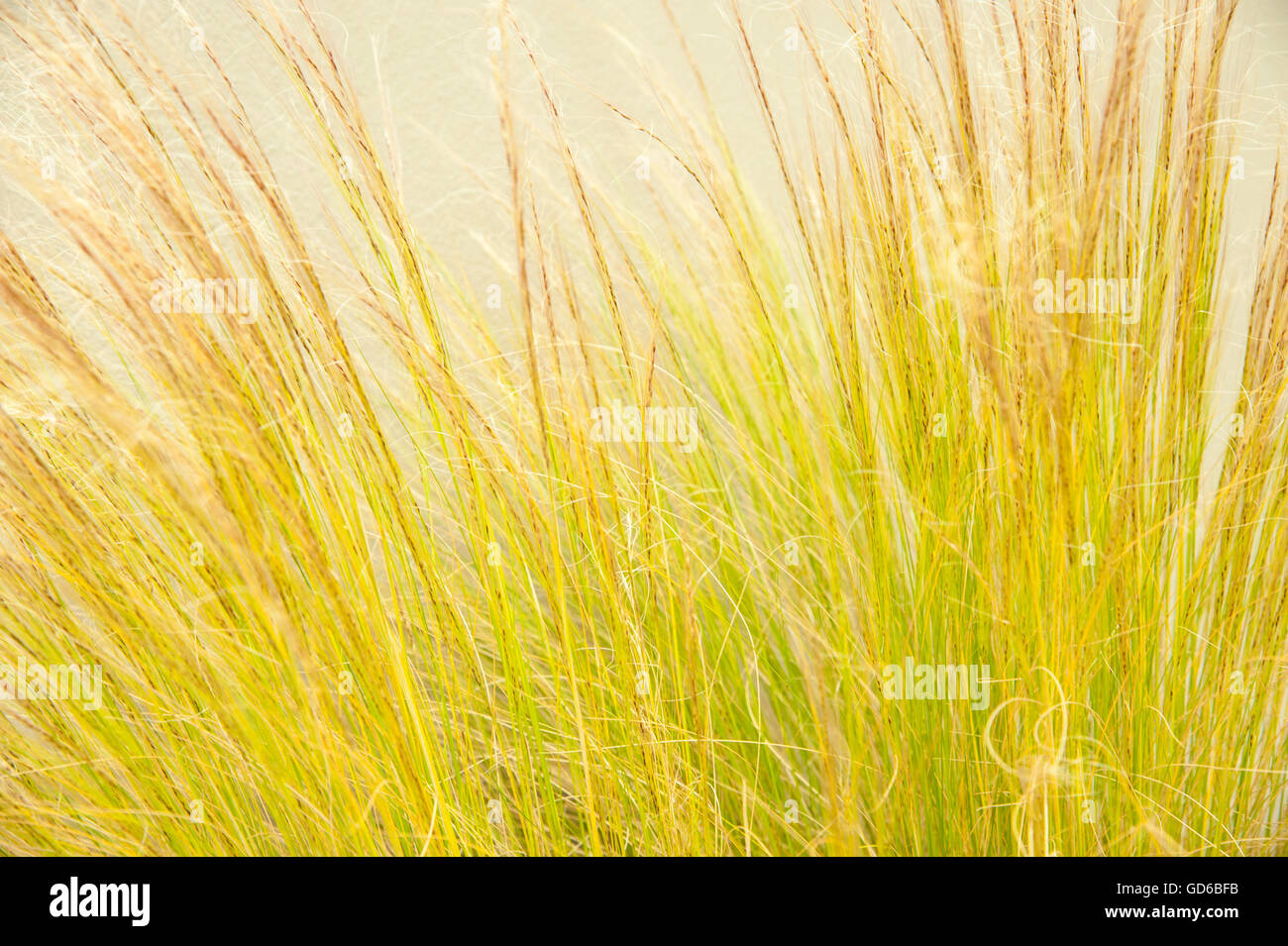 English garden grass hi-res stock photography and images - Alamy