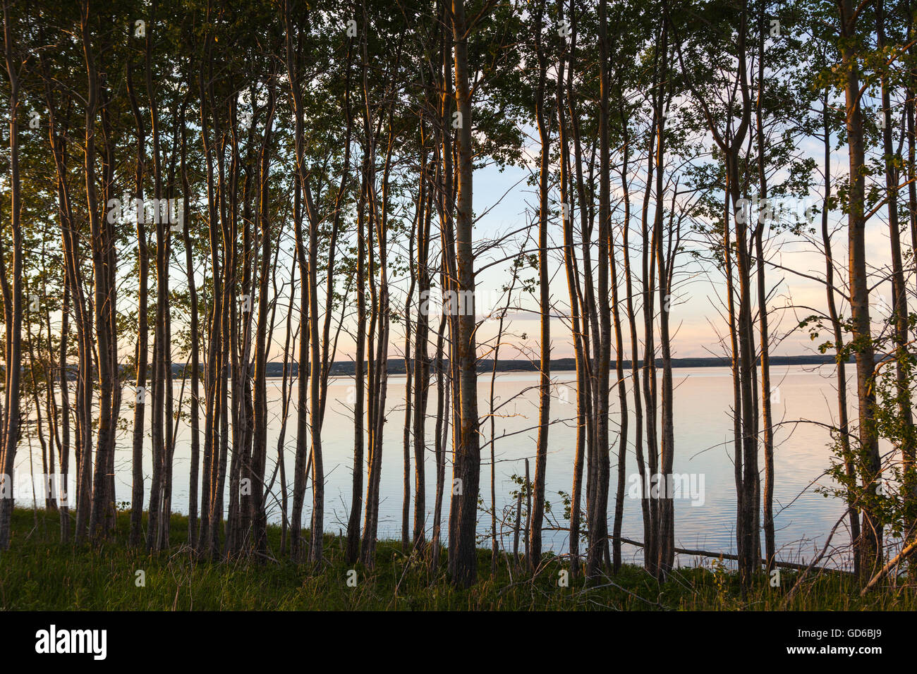 A stand of trees overlooking the water at sunset Stock Photo - Alamy