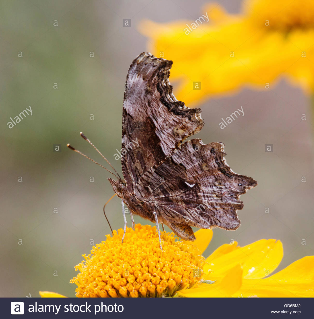Zephyr Hoary Comma High Resolution Stock Photography and Images - Alamy