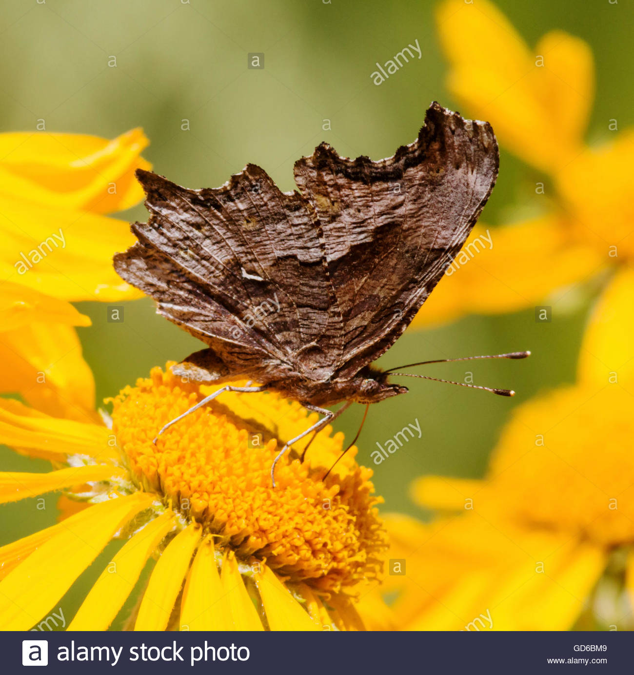 Zephyr Hoary Comma High Resolution Stock Photography and Images - Alamy