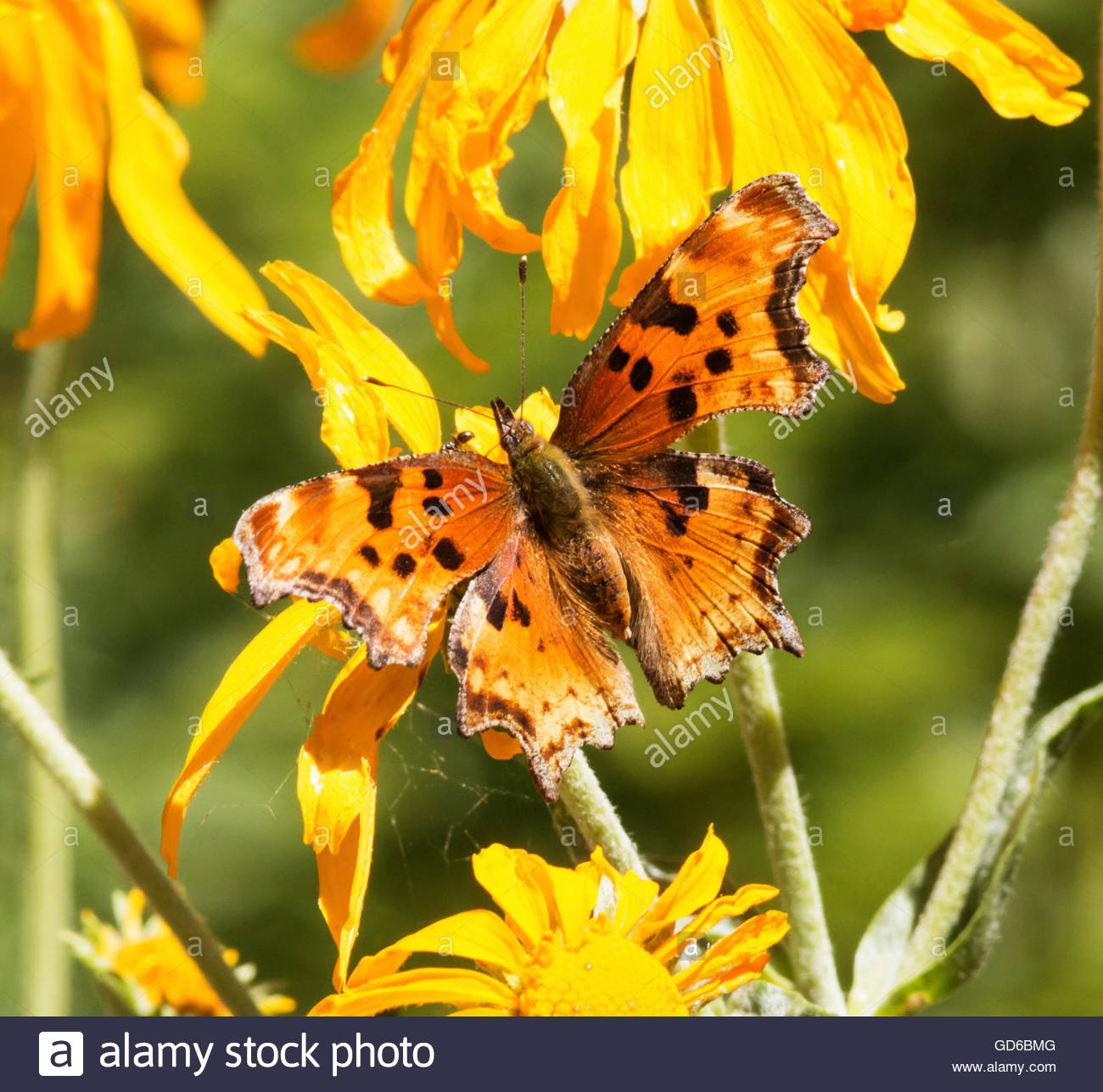 Zephyr Hoary Comma High Resolution Stock Photography and Images - Alamy