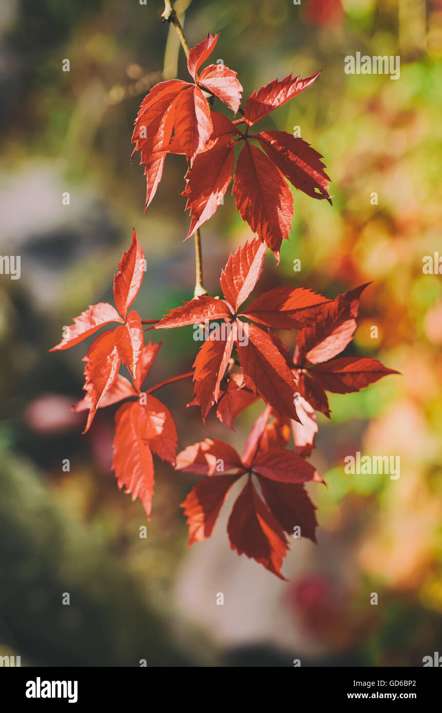Wild grape red leaves Stock Photo - Alamy