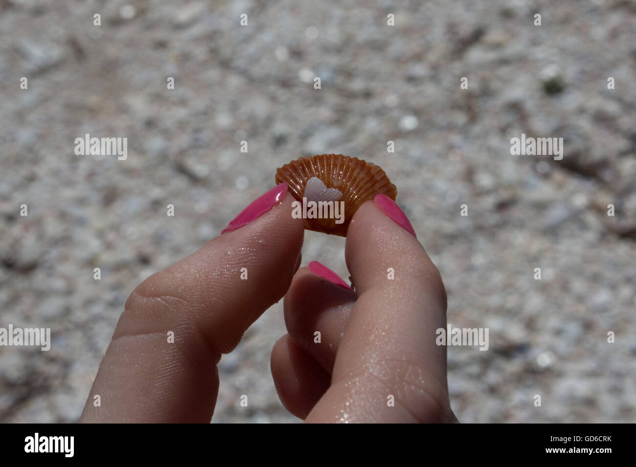 Heart shaped sea shell Stock Photo - Alamy
