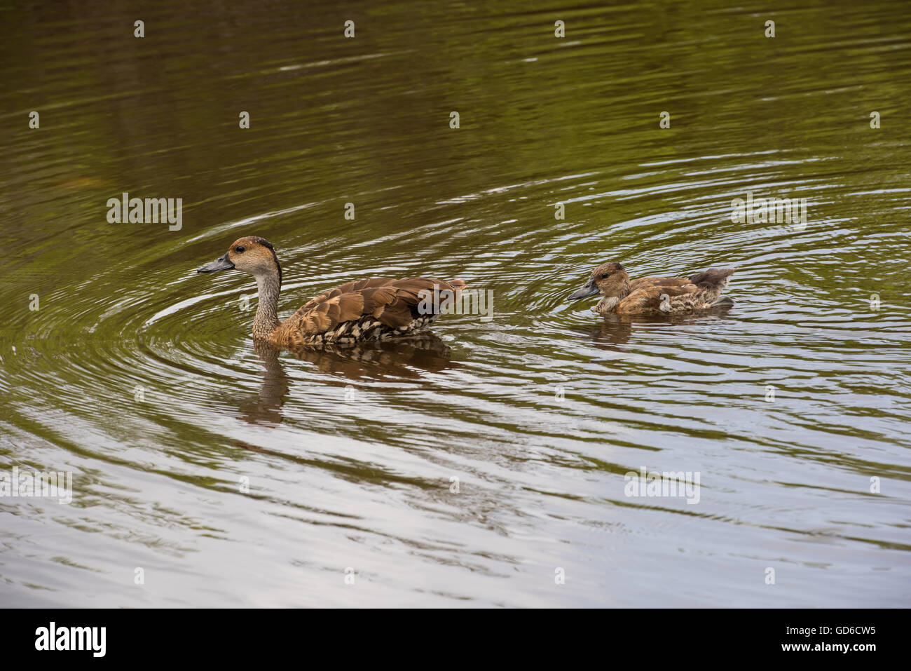 Indian whistling duck hi-res stock photography and images - Alamy