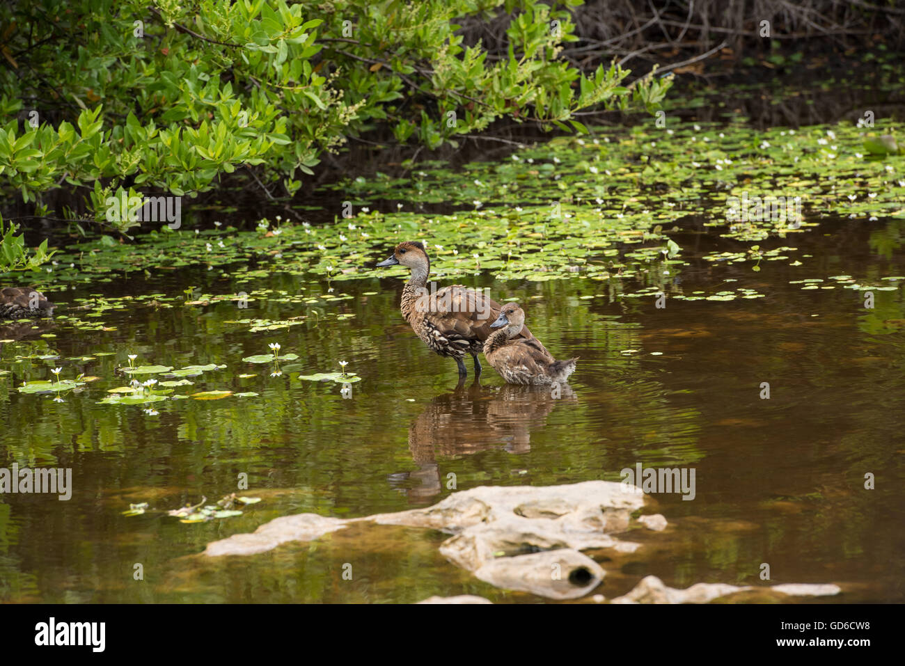 Grand cayman birds hi-res stock photography and images - Alamy