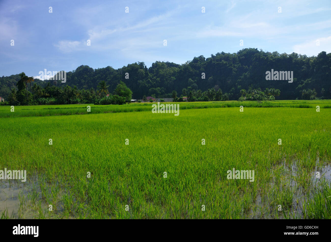 Rice field in kedah malaysia hi-res stock photography and images - Alamy